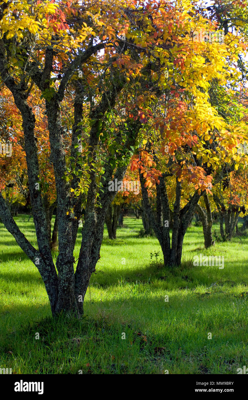 Change seasons tree hi-res stock photography and images - Alamy