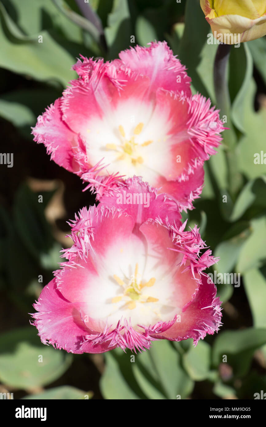 Colorful tulip flowers bloom in the spring garden Stock Photo - Alamy