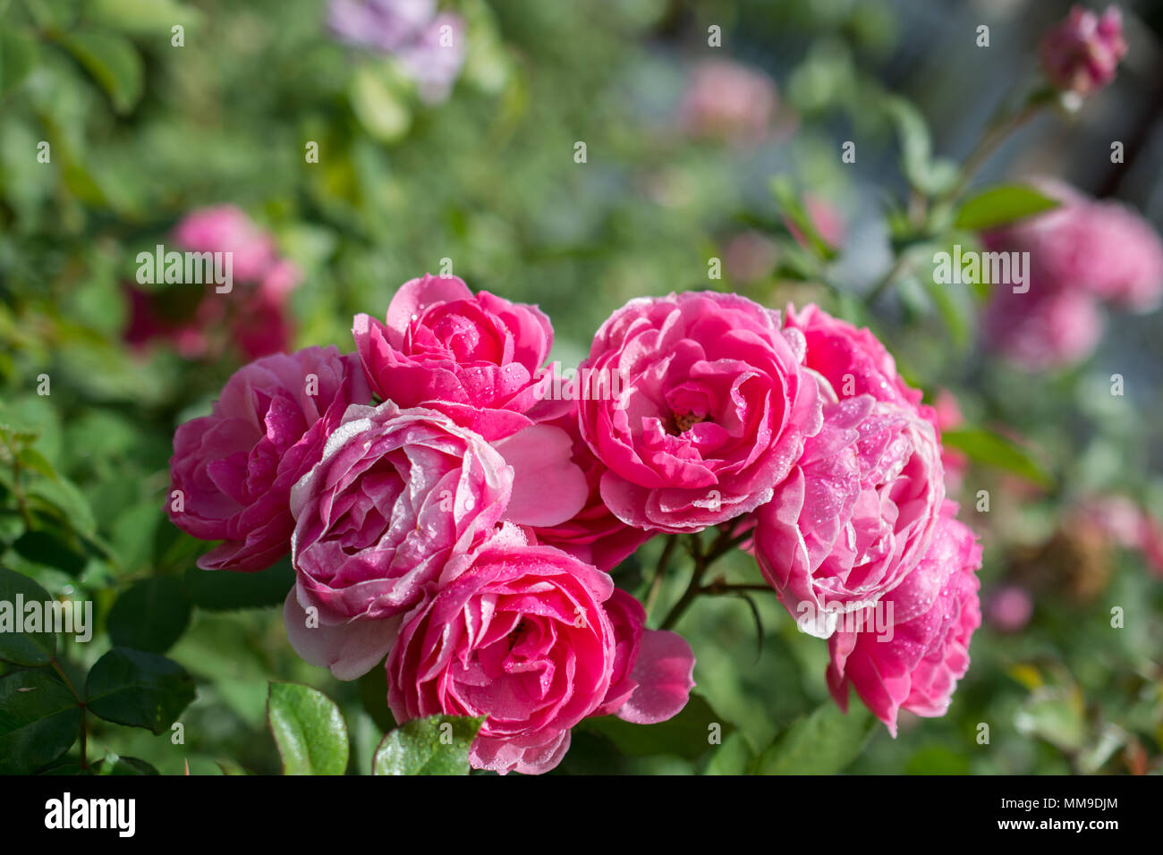 Blooming beautiful colorful roses in the garden background Stock Photo ...