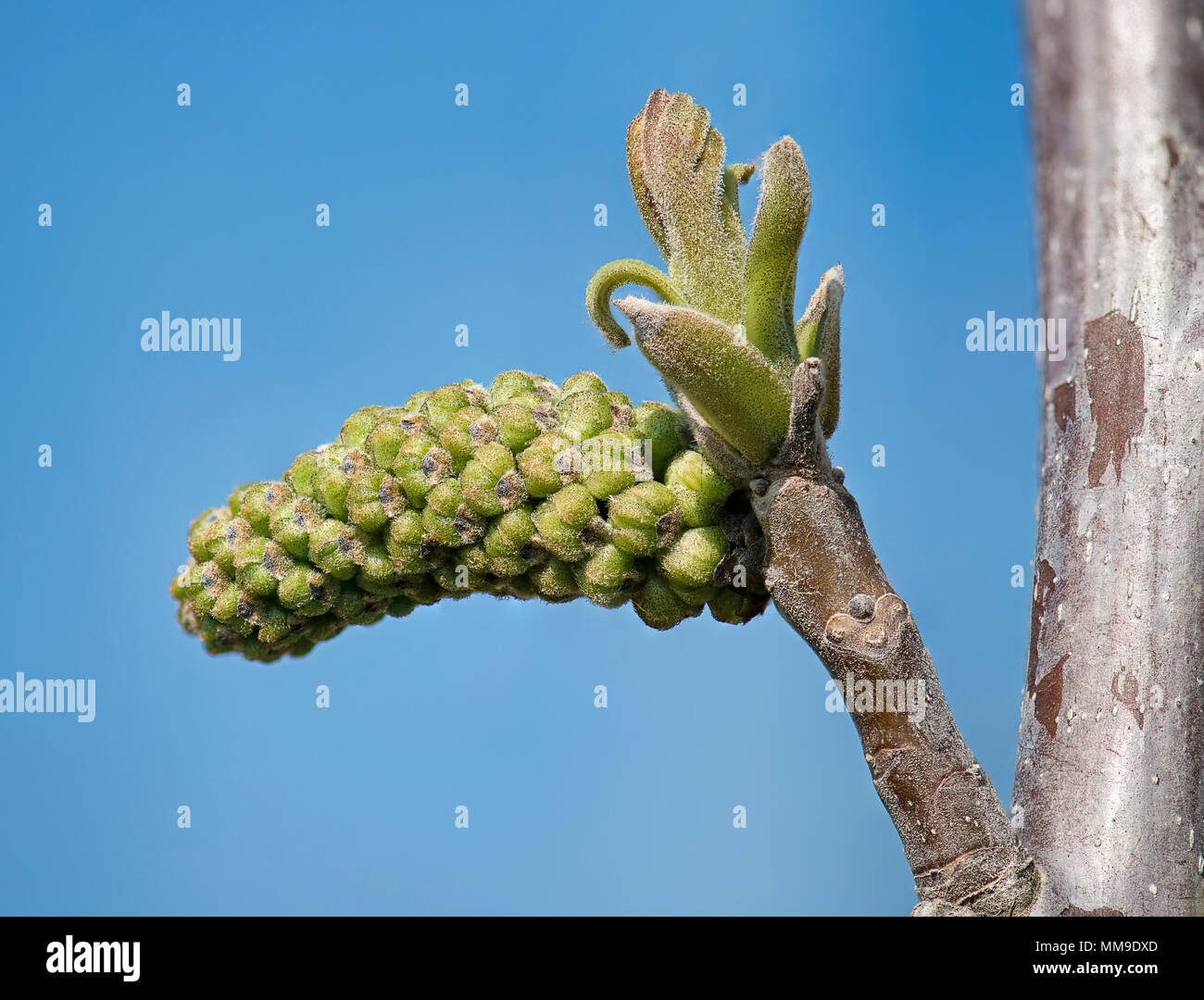 Walnut (Juglans regia) in bloom, walnut ament, Austria Stock Photo - Alamy