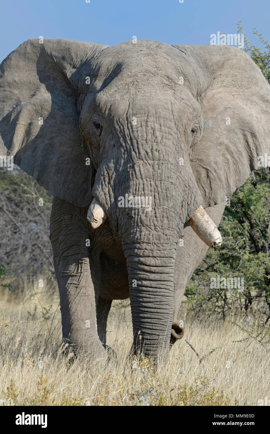 African bush elephant (Loxodonta africana), adult elephant bull feeding ...