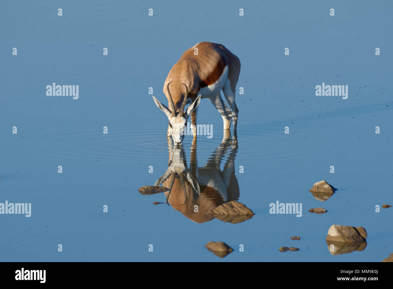 Springbok in water hi-res stock photography and images - Alamy