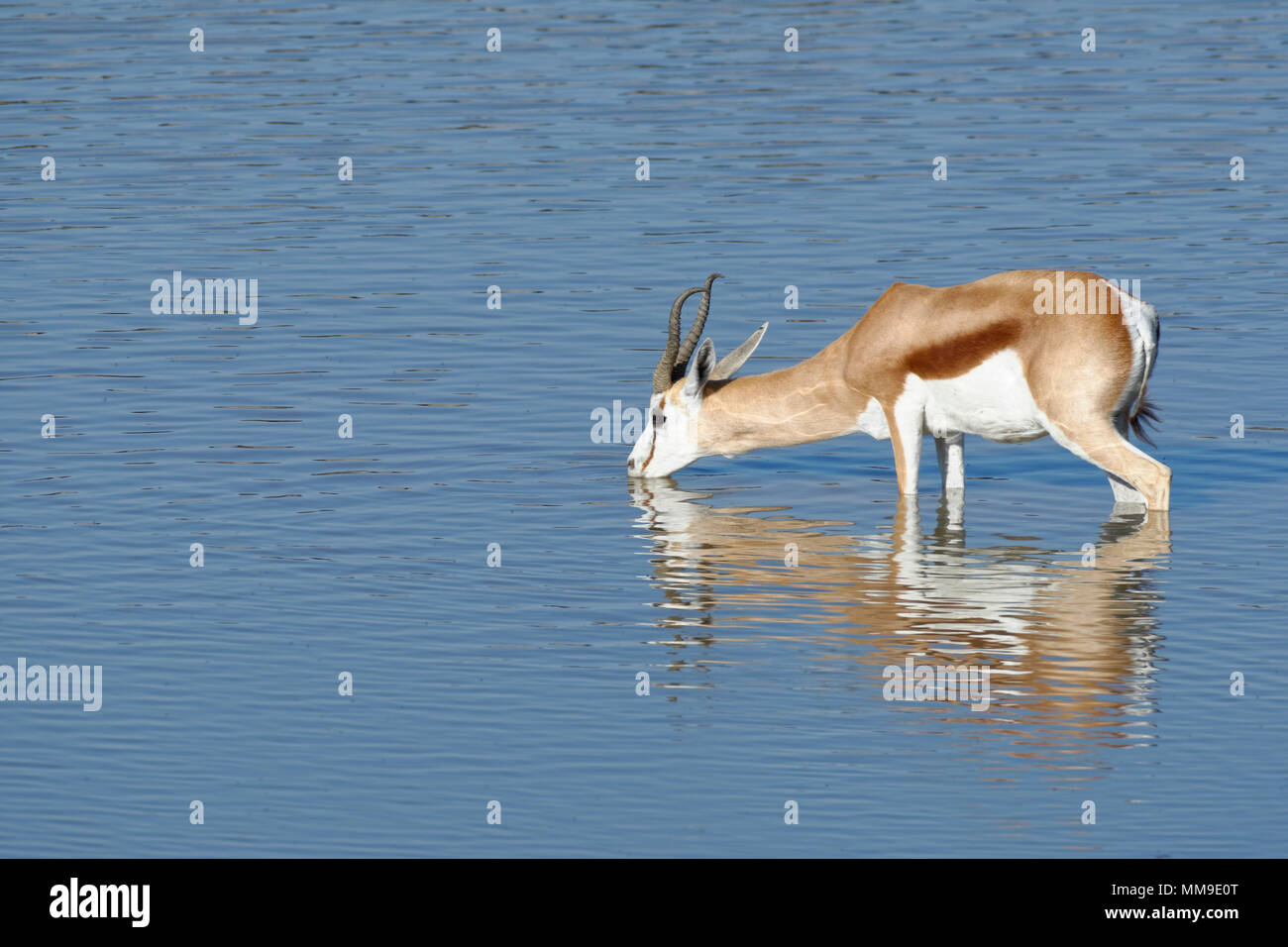 Springbok drinking water hi-res stock photography and images - Alamy