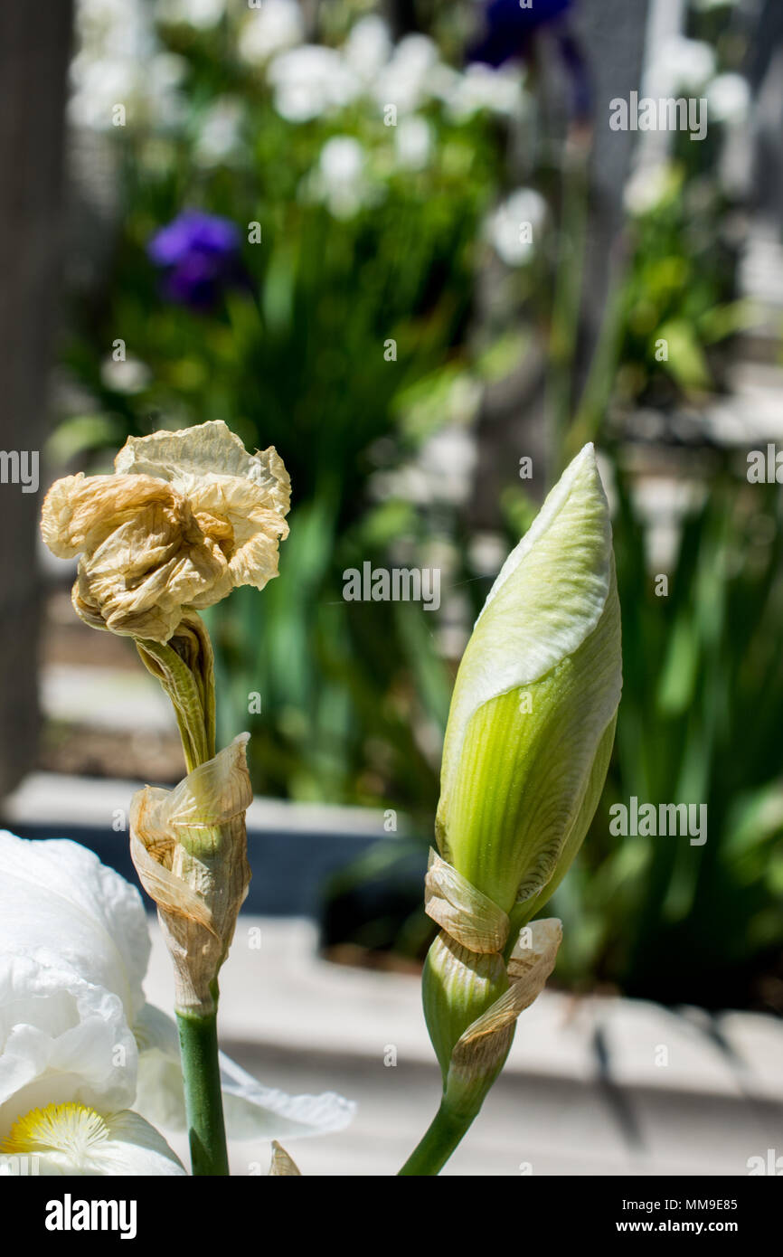 Beautiful colorful natural spring flowers in view Stock Photo - Alamy