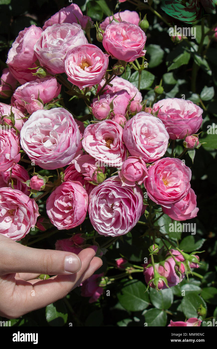 Beautiful fresh roses in hand Stock Photo - Alamy