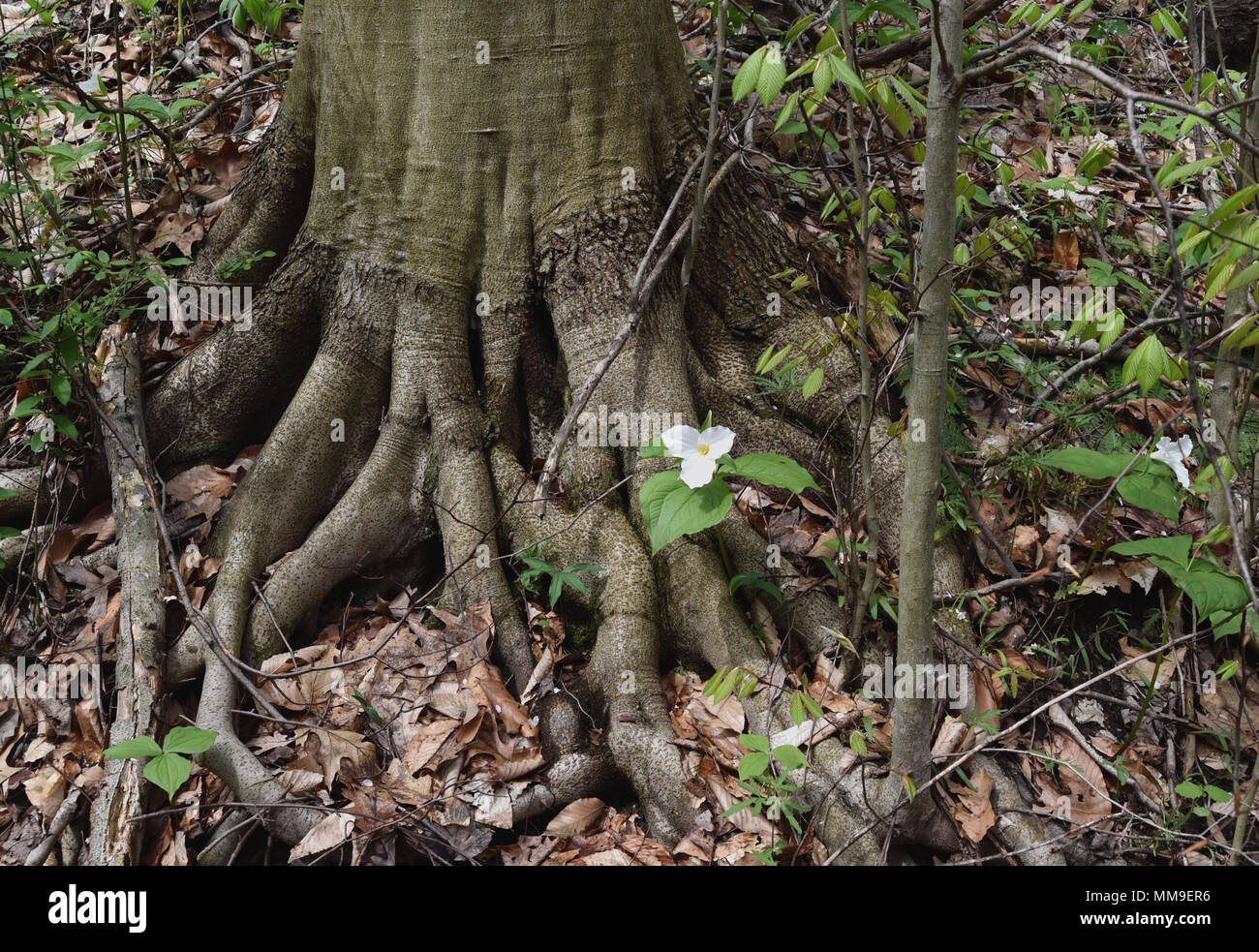 American beech tree hi-res stock photography and images - Alamy