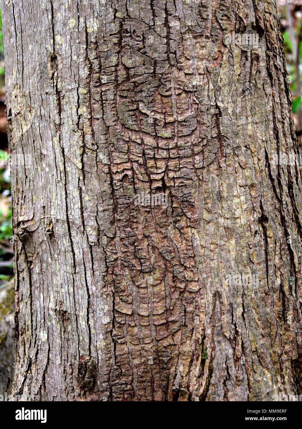 Detail of a perennial target canker on the trunk of a red maple tree ...