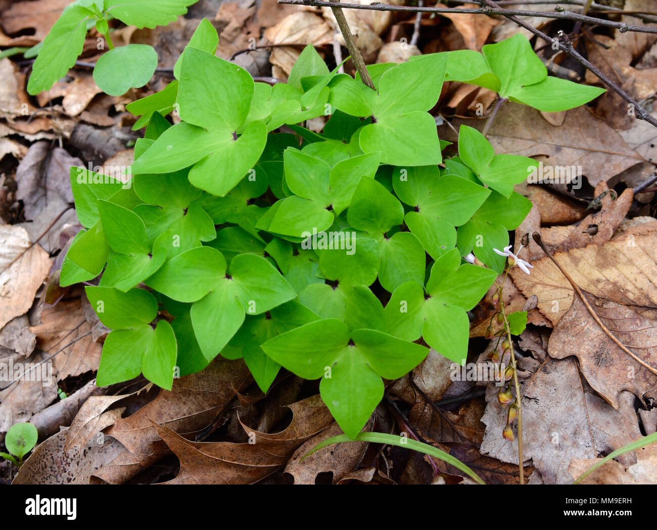 Sharp lobed hepatica hi-res stock photography and images - Alamy
