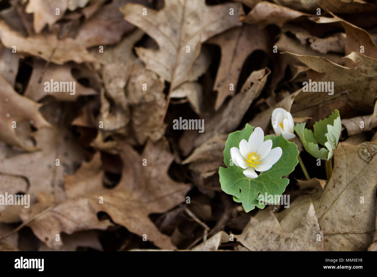 Young bloodroot wild flowers emerging in native natural woodland ...