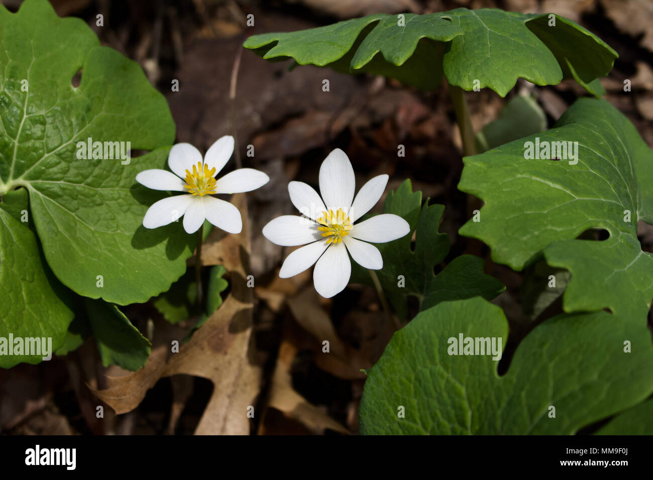 Young bloodroot wild flowers emerging in native natural woodland ...