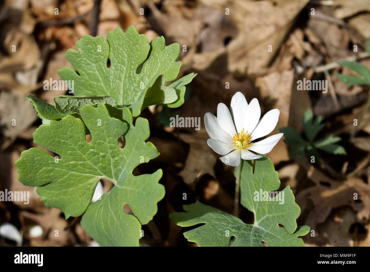 Young bloodroot wild flowers emerging in native natural woodland ...