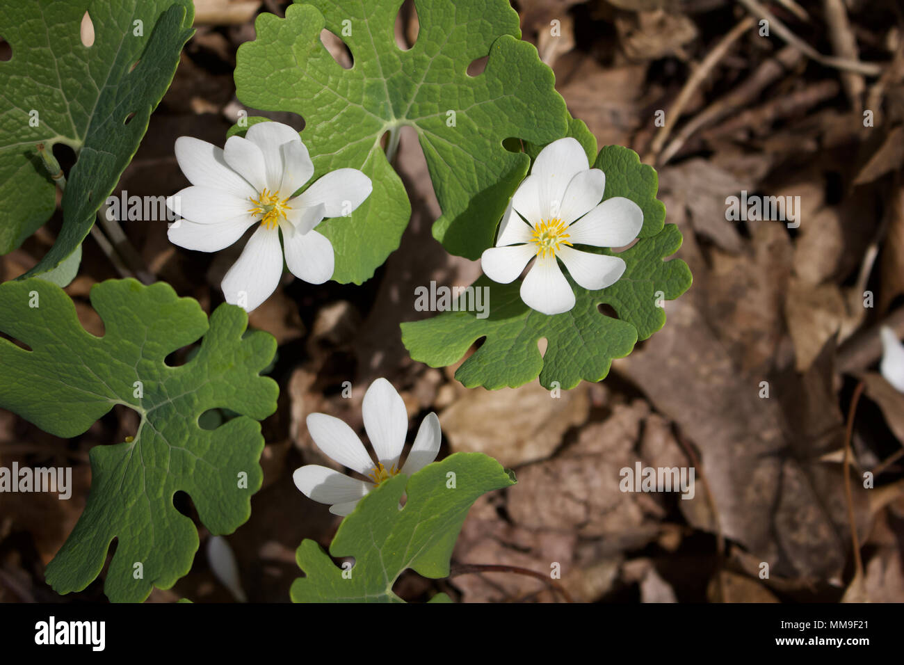Young bloodroot wild flowers emerging in native natural woodland ...