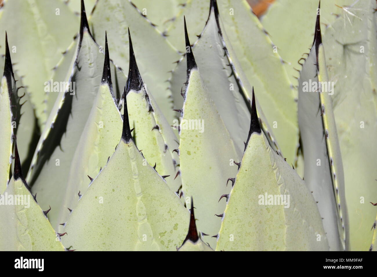 Closeup on black tipped Agave plant Stock Photo - Alamy
