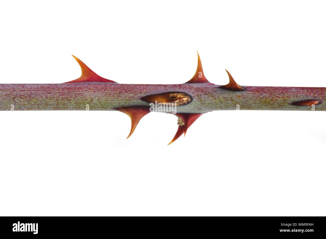 Red thorns hi-res stock photography and images - Alamy