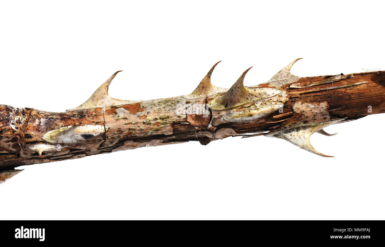 Dead rose bush hi-res stock photography and images - Alamy