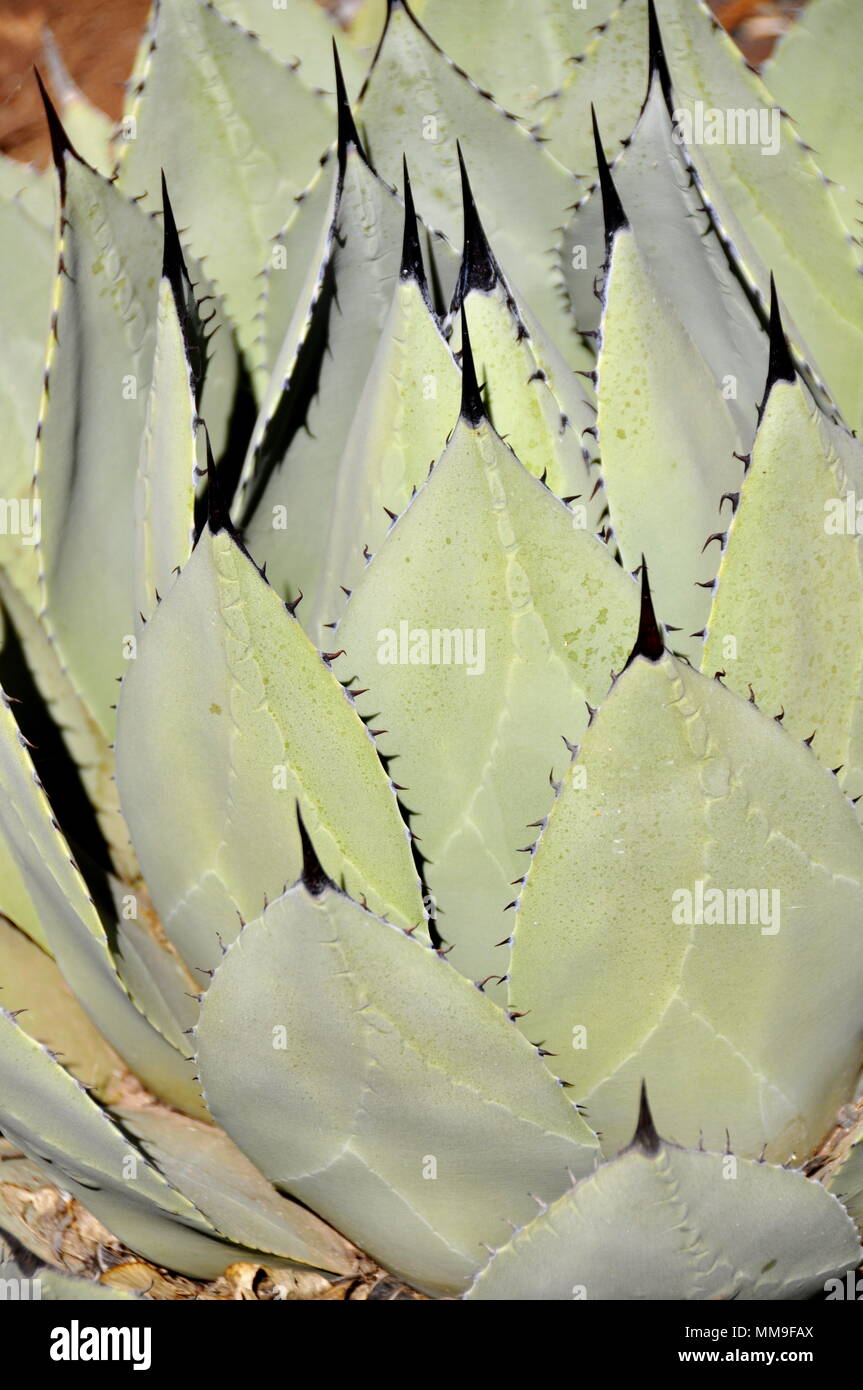 Agave flower spike hi-res stock photography and images - Alamy