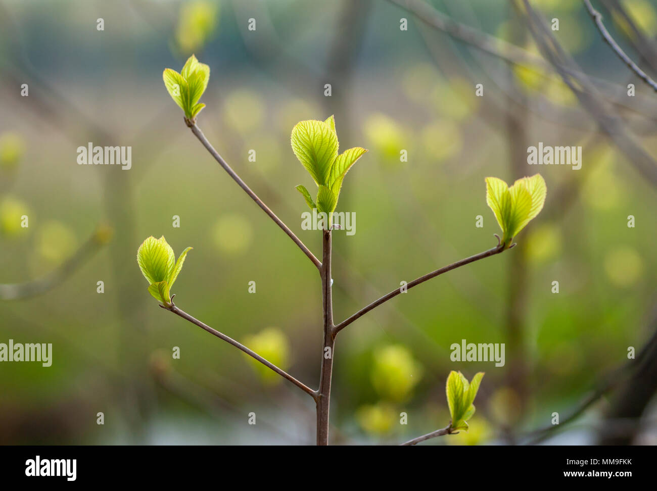New leaves at springtime Stock Photo - Alamy