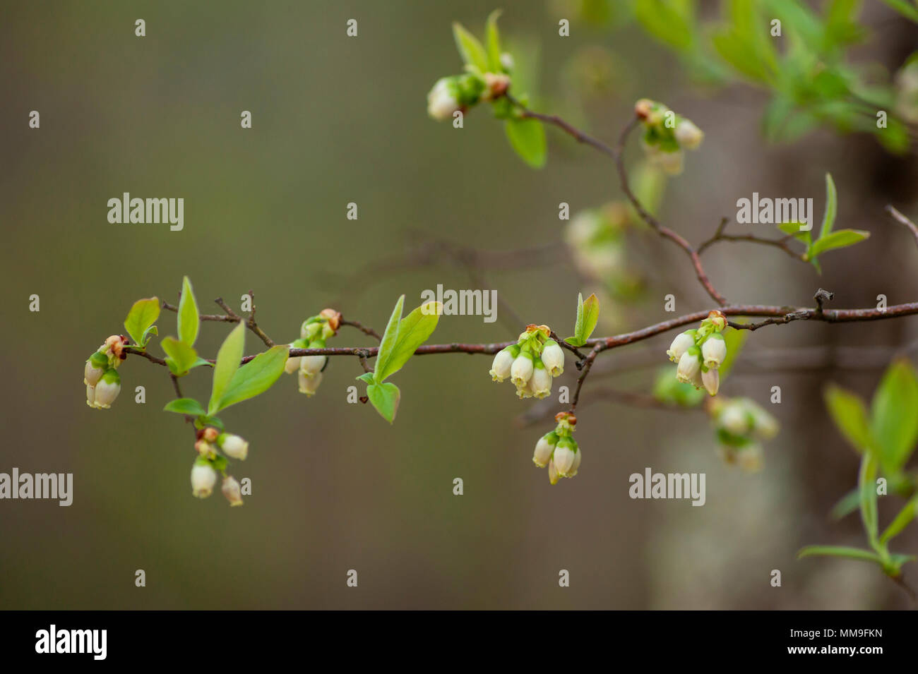 Huckleberry tree hi-res stock photography and images - Alamy