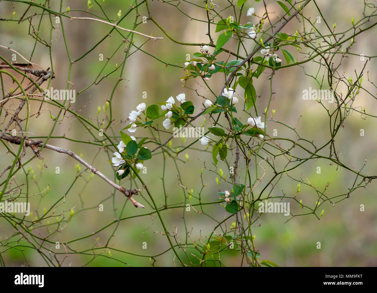 Interleaved flowering twigs and shrubs Stock Photo - Alamy