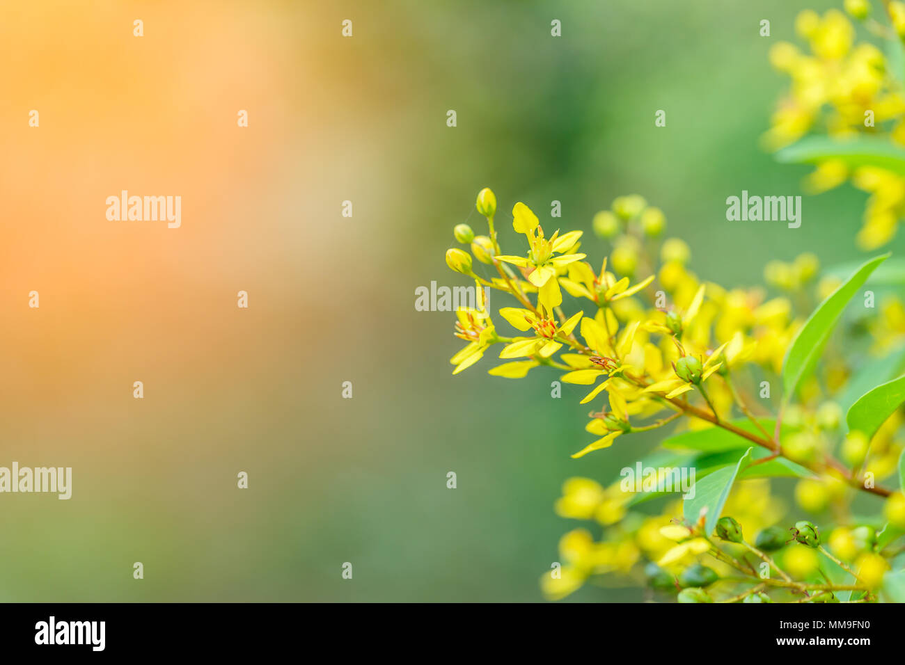 yellow spring flowers on green nature background with sunrise Stock ...