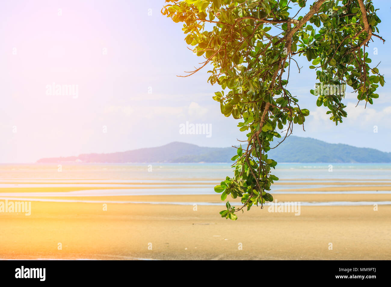 tree on the sea background with sunrise Stock Photo - Alamy