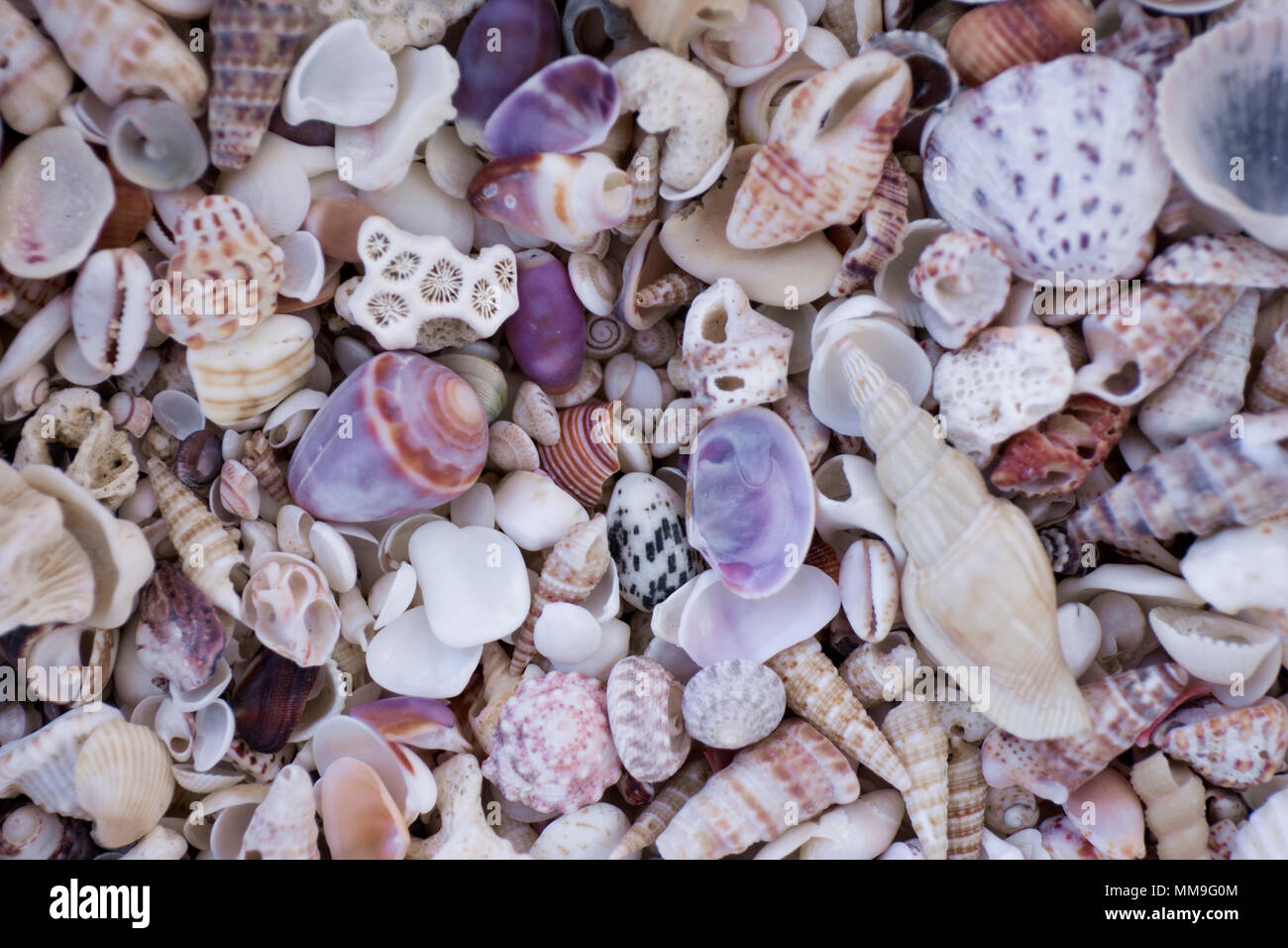 Seashell texture hi-res stock photography and images - Alamy