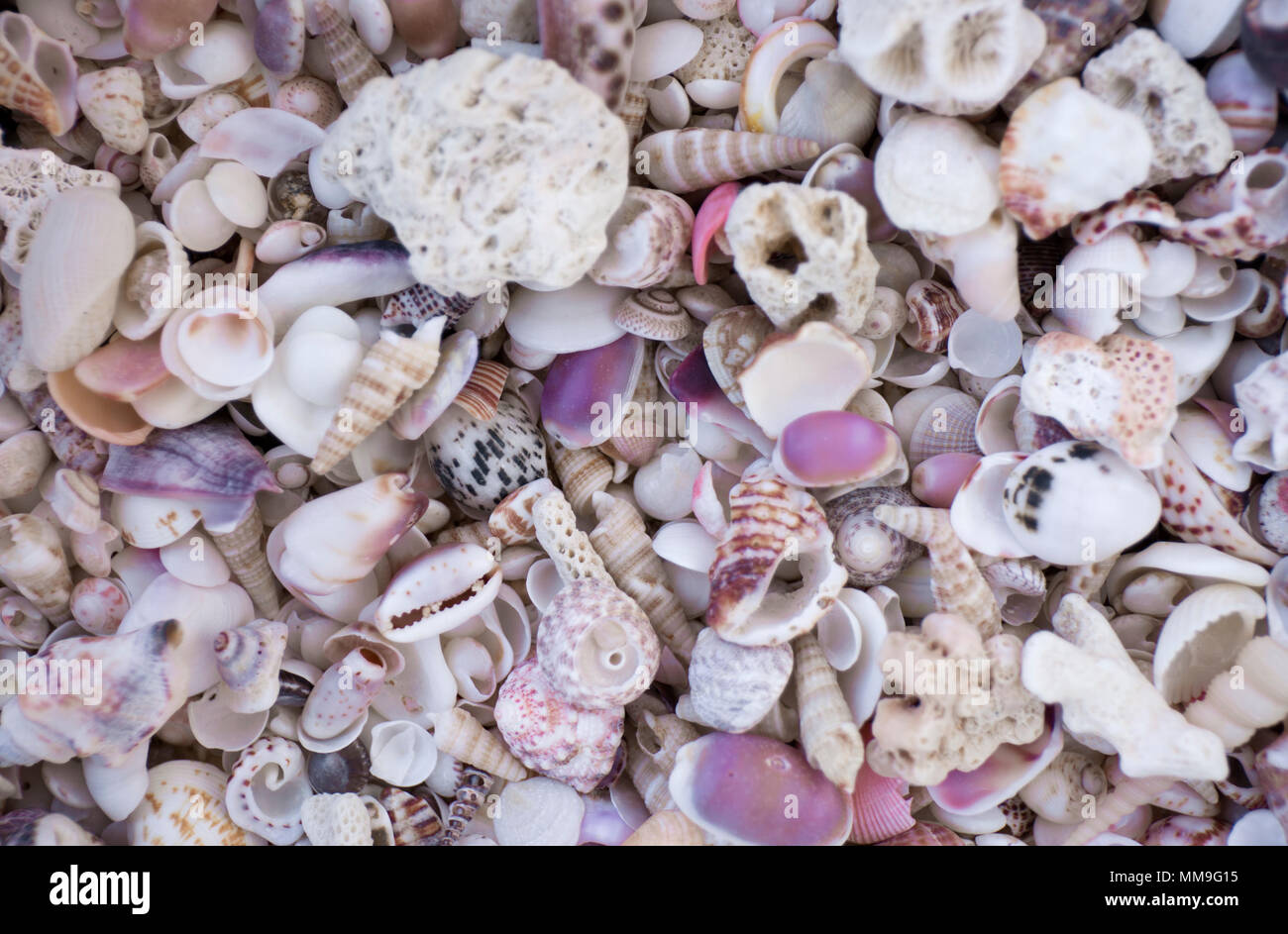 A variety of seashells. Mollusk colorful shells. Seashell texture Stock ...