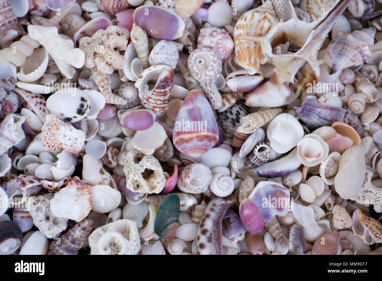 A variety of seashells. Mollusk colorful shells. Seashell texture Stock ...