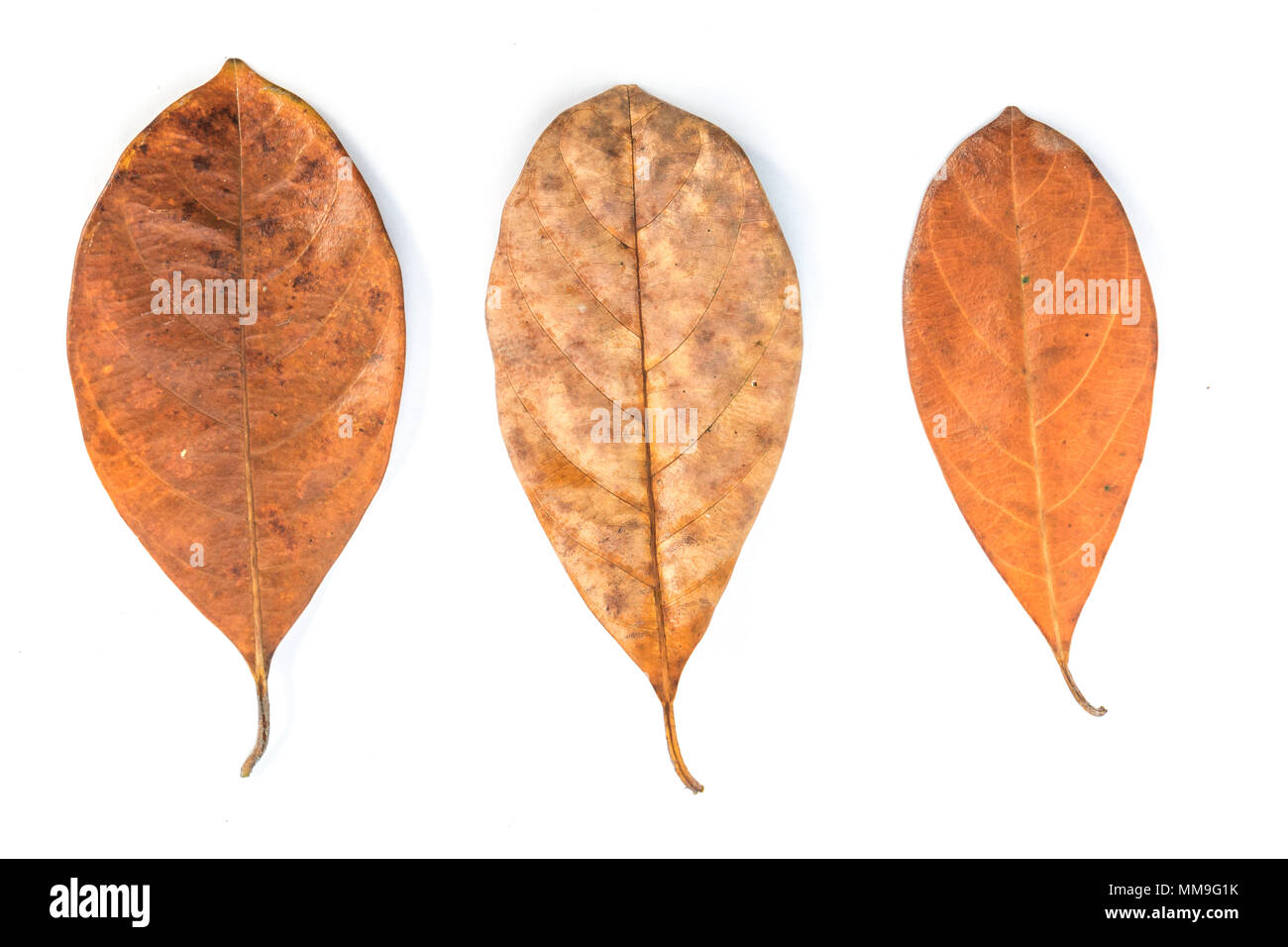 Close up dead leaf isolated on white background Stock Photo - Alamy