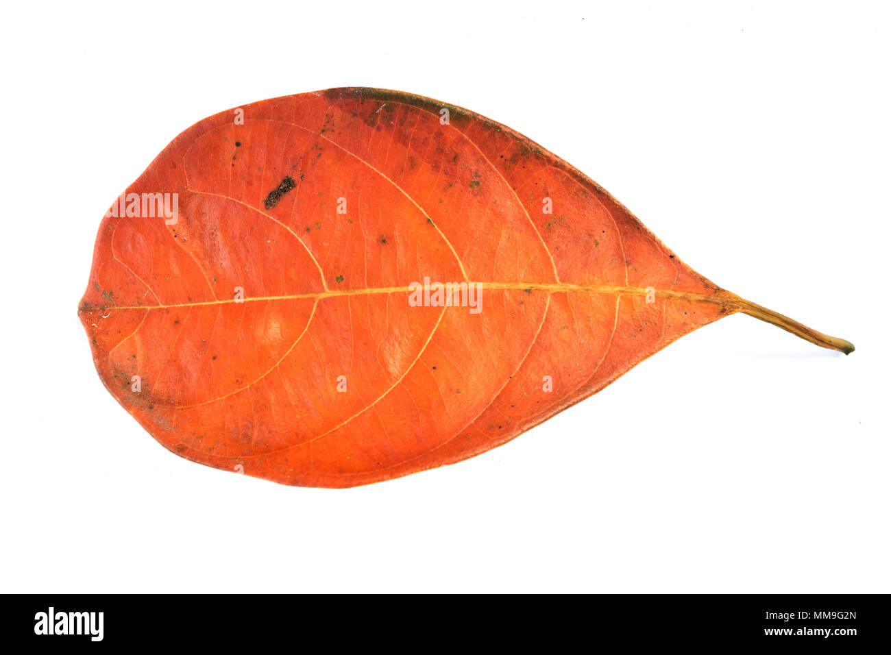 Close up dead leaf isolated on white background Stock Photo - Alamy