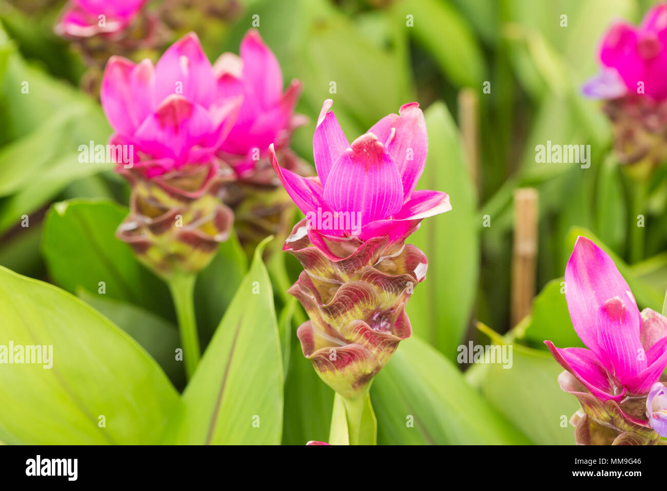 Krachai flower, siam tulip flower on green background in the garden ...