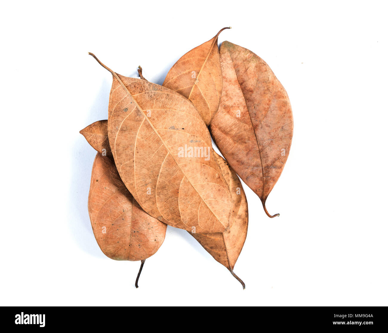 Close up dead leaf isolated on white background Stock Photo - Alamy
