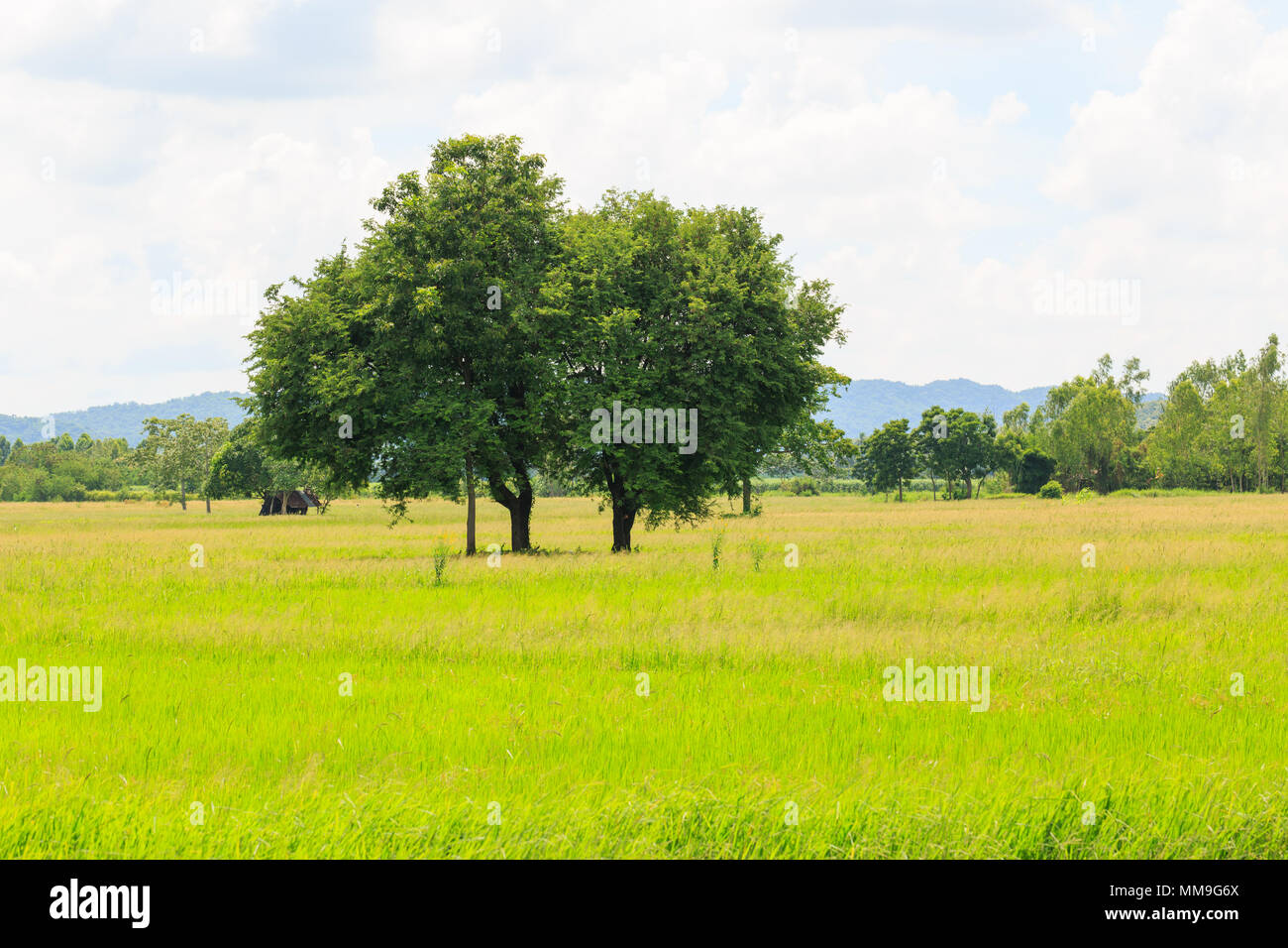 Tamarind tree hi-res stock photography and images - Alamy