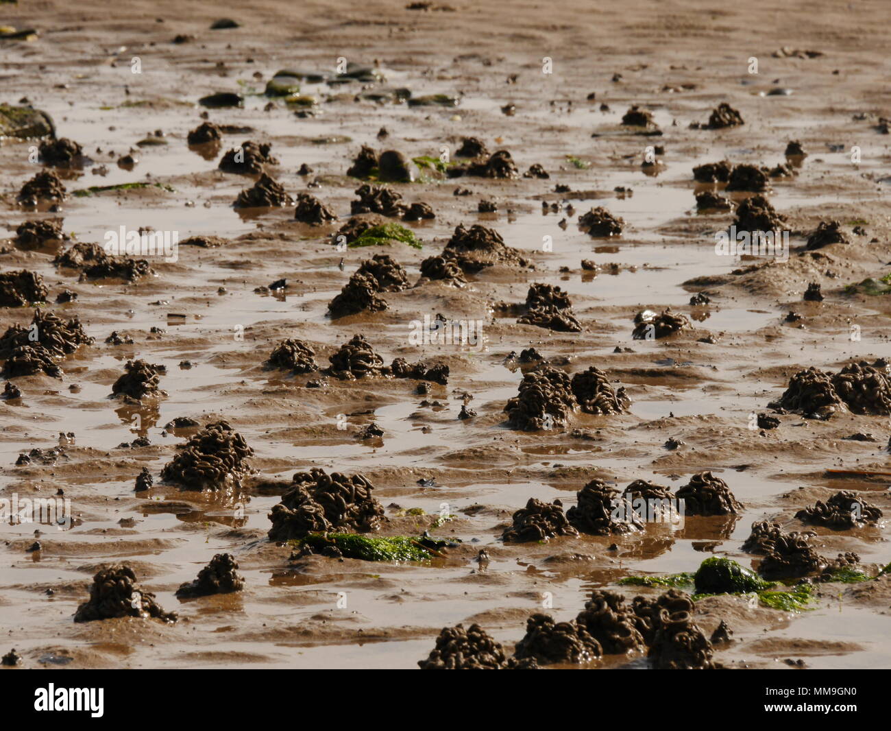 Worm casts on Saunton Sands beach in North Devon, England Stock Photo ...