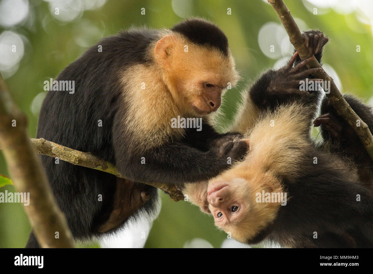Capuchin social grooming hi-res stock photography and images - Alamy