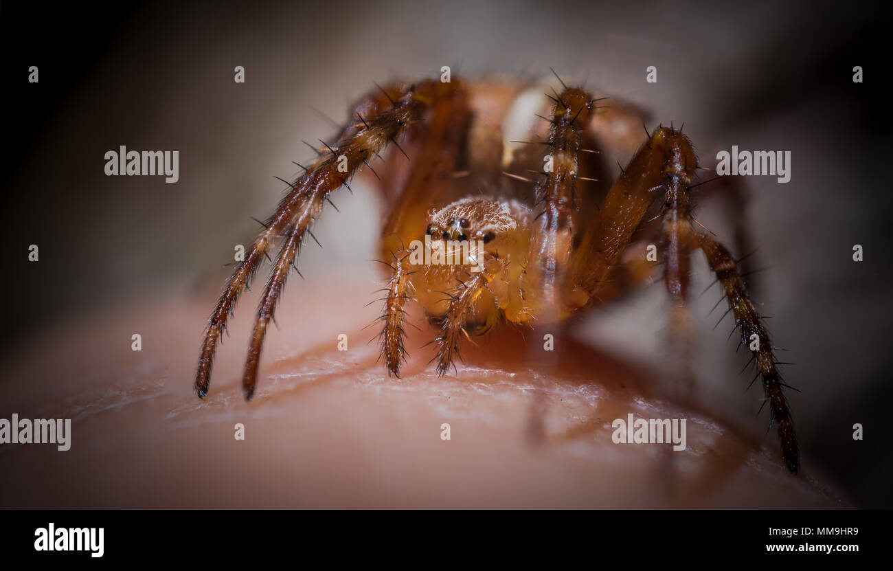 Arachnid macro shot hi-res stock photography and images - Alamy