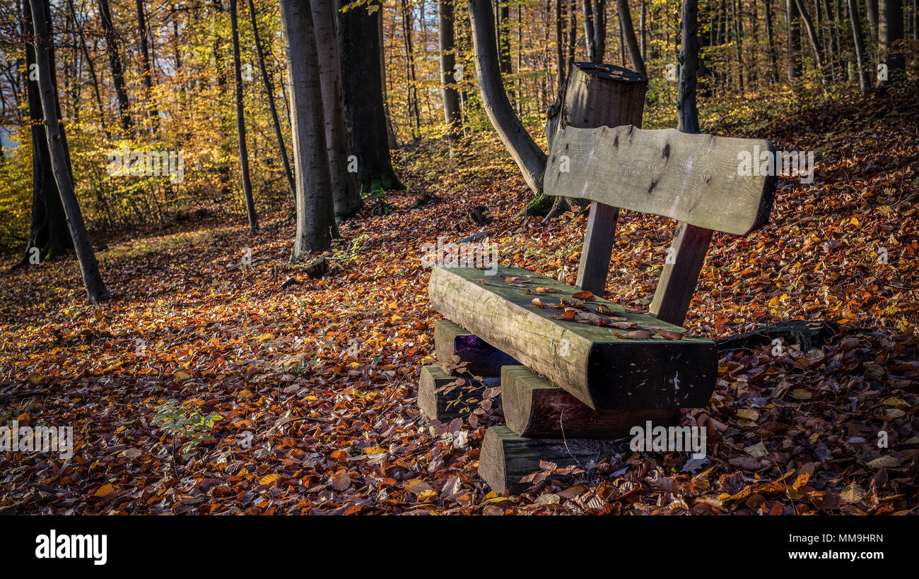 Bench in the woods Stock Photo - Alamy