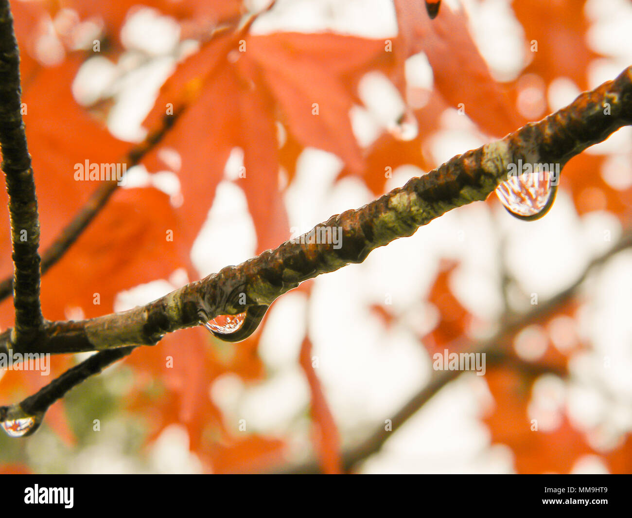 red and orange leaves of the liquidambar under the autumn rain Stock ...