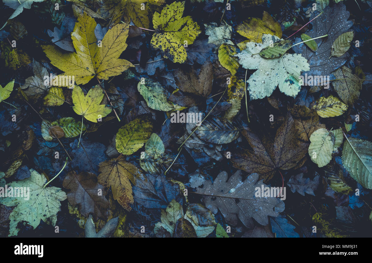 Colourful autumn leaves Stock Photo - Alamy