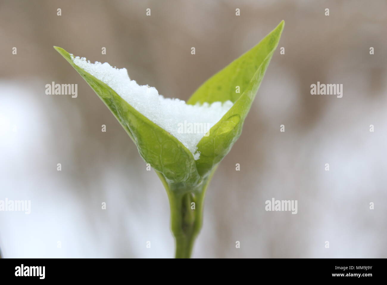 Early spring snow getting cupped by two leaves of a small sapling Stock ...