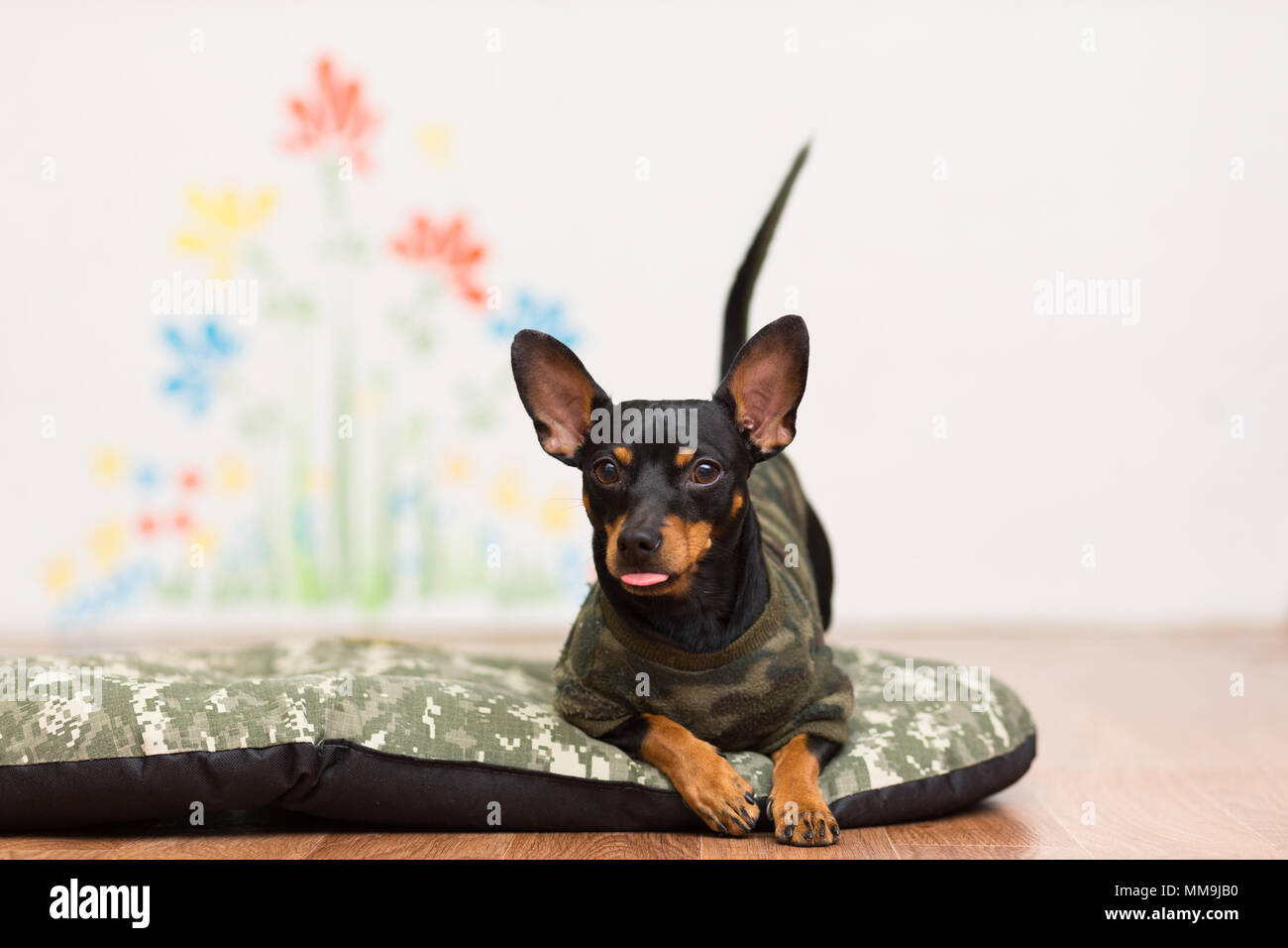 Russian toy terrier mini dog hi-res stock photography and images - Alamy