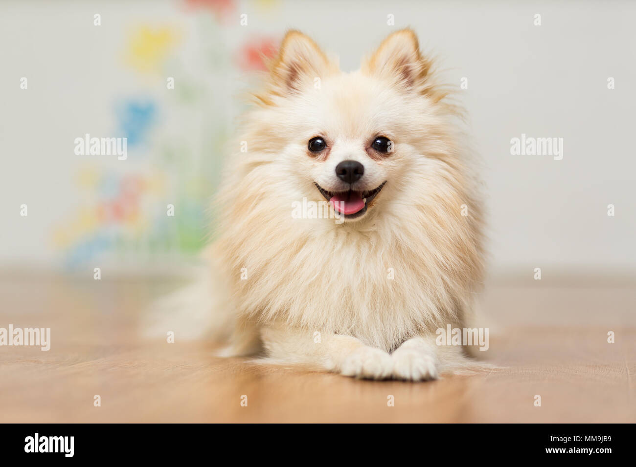 Dog breeds German Spitz beige color lies on the floor Stock Photo - Alamy