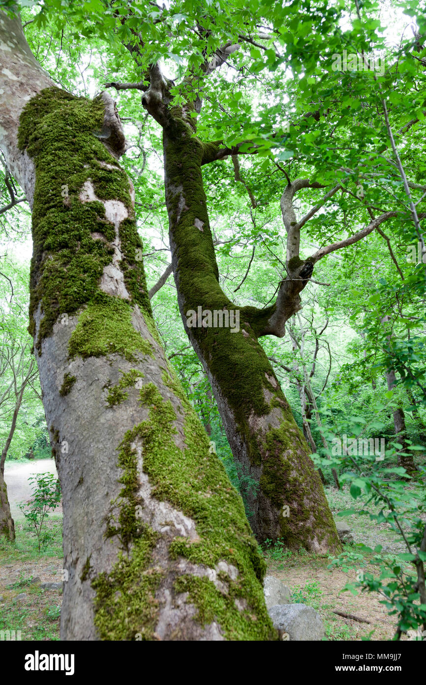 Old trees in forest in color Stock Photo - Alamy