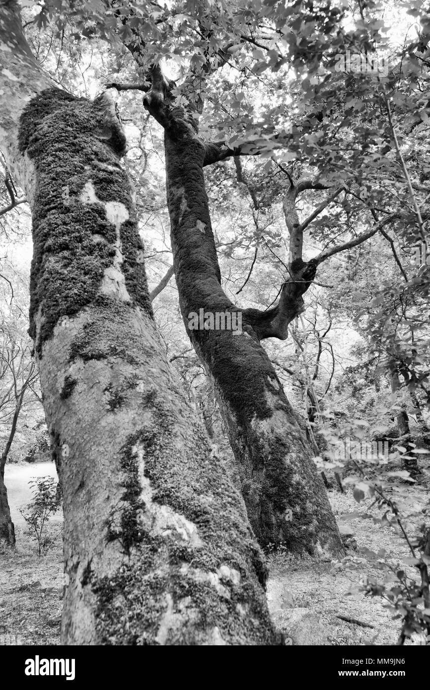 Old trees in forest Stock Photo - Alamy