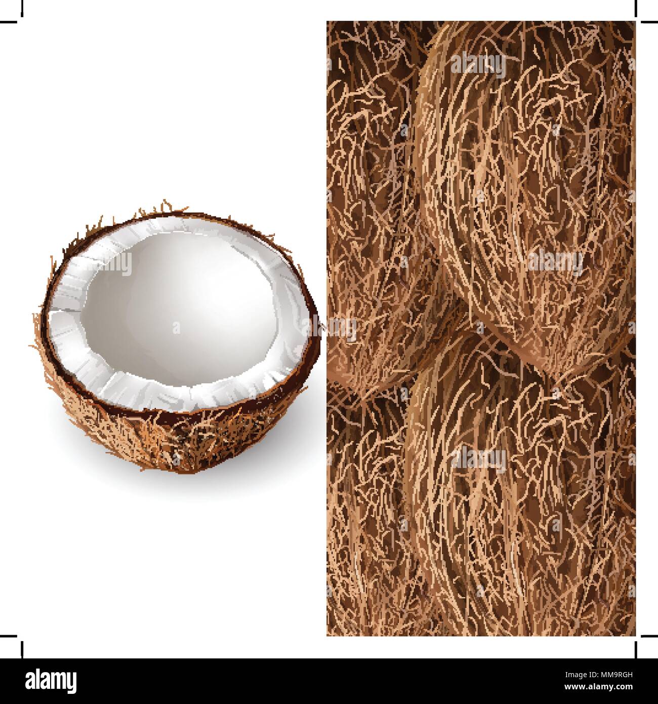 Coconut. Vector illustration Stock Vector Image & Art - Alamy