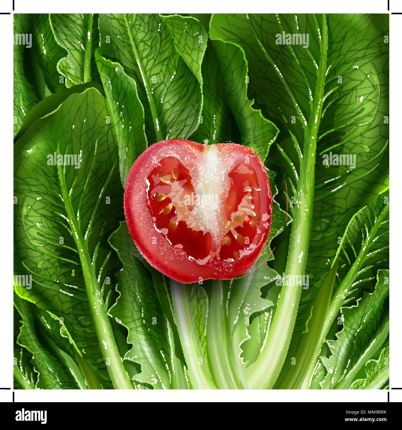 Lettuce and tomato. Vector illustration Stock Vector Image & Art - Alamy