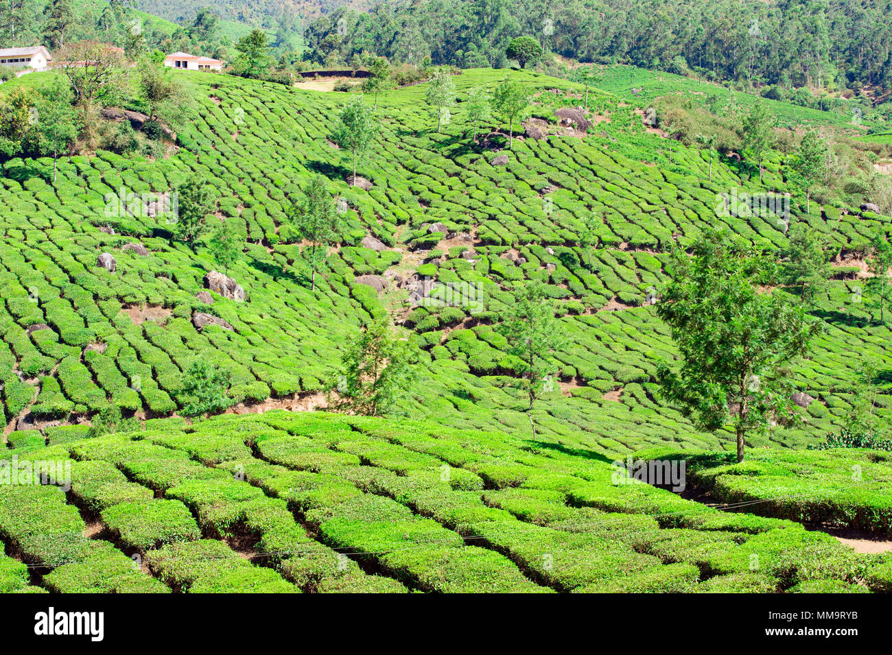 Terrace farming in india hi-res stock photography and images - Alamy