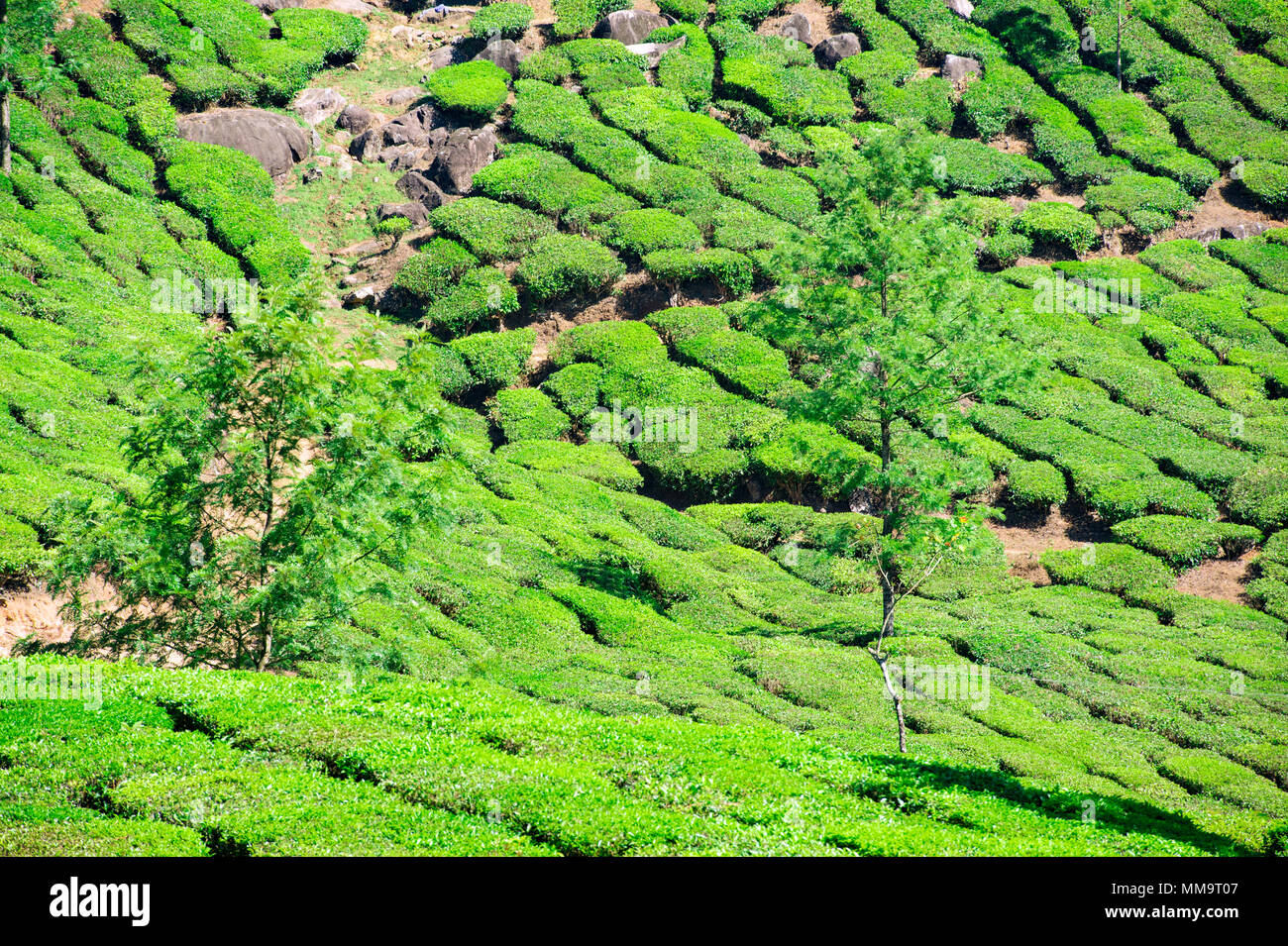 Terrace farming in kerala hi-res stock photography and images - Alamy