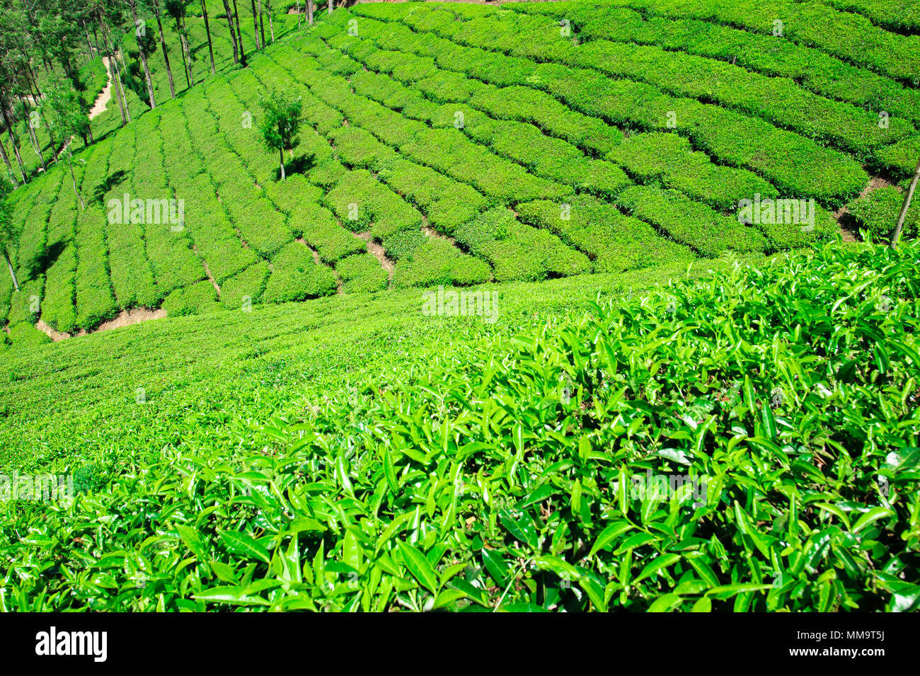 Terrace farming in kerala hi-res stock photography and images - Alamy