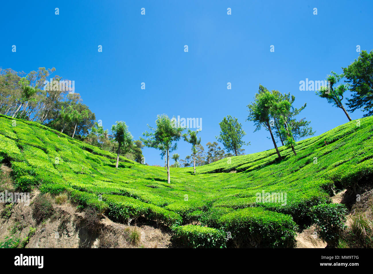 Garden terraces on hills hi-res stock photography and images - Alamy